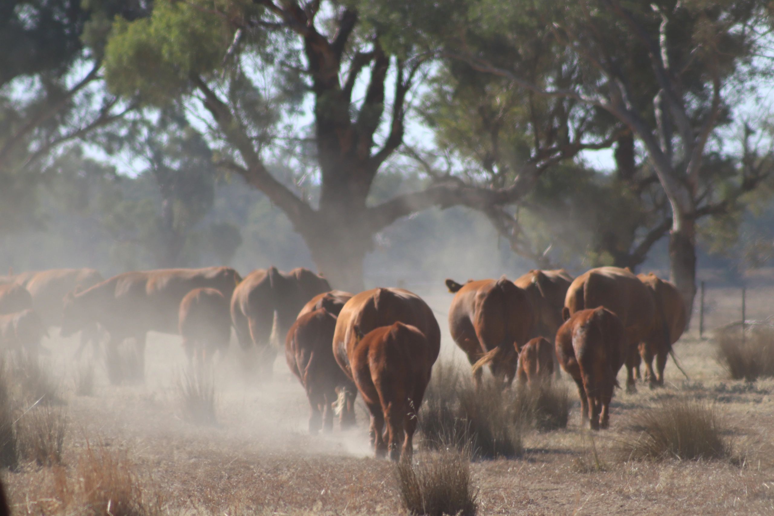 Doodle Cooma Poll Herefords & Schipps’s Red Angus - Bulls, Cattle