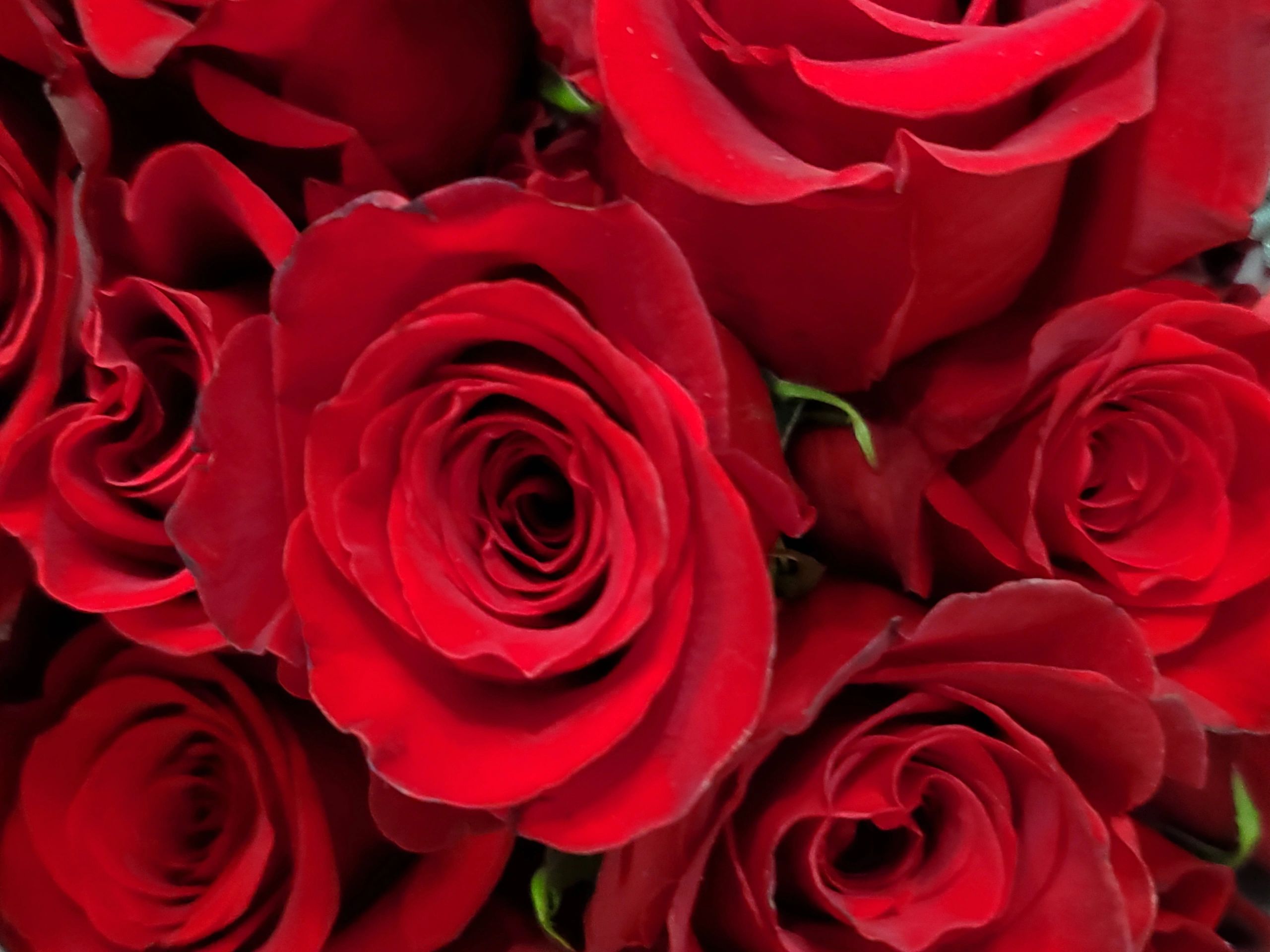 Oceana Florist - Delta Florist, Oceana Florist, Delta Flower Delivery