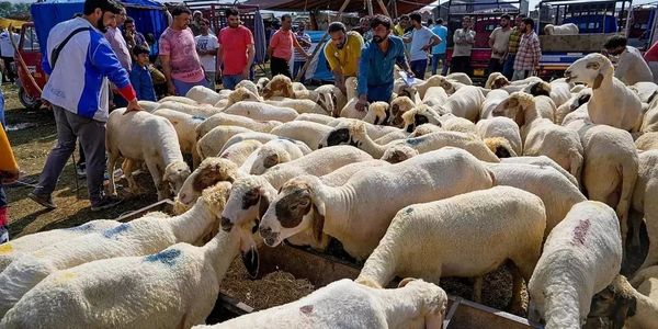 Our Livestock Farmers