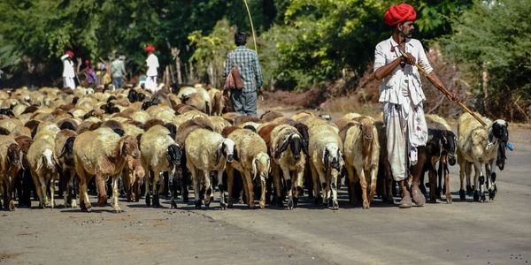 Our Livestock Farmers