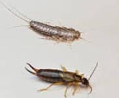 Bugs - Jelco Pest Solutions