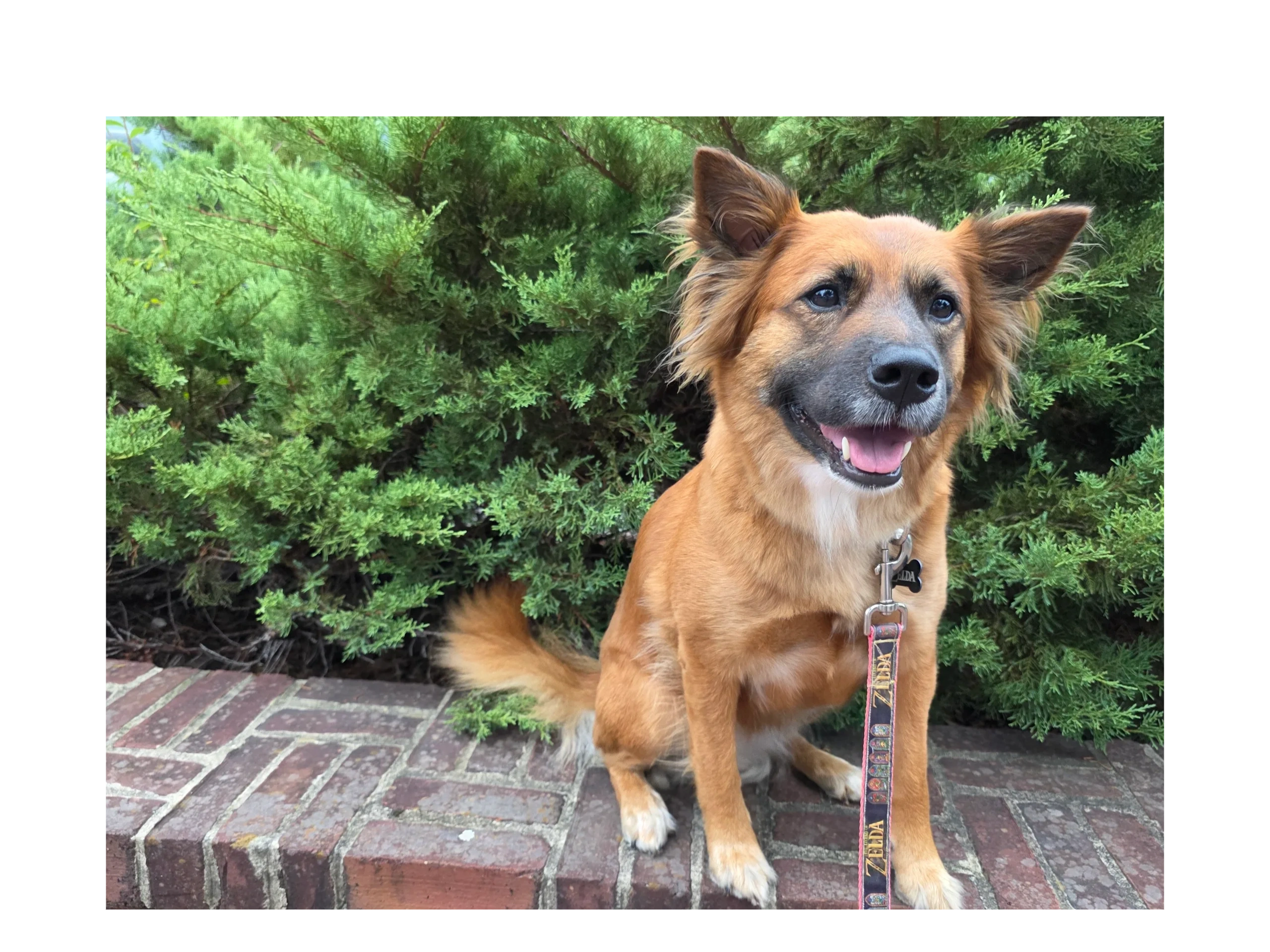 Expert Sewage Detection Services with Canine Detection