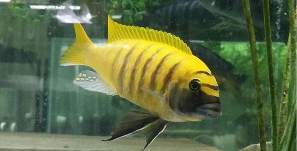 Datzcichlids & Reptiles - Home