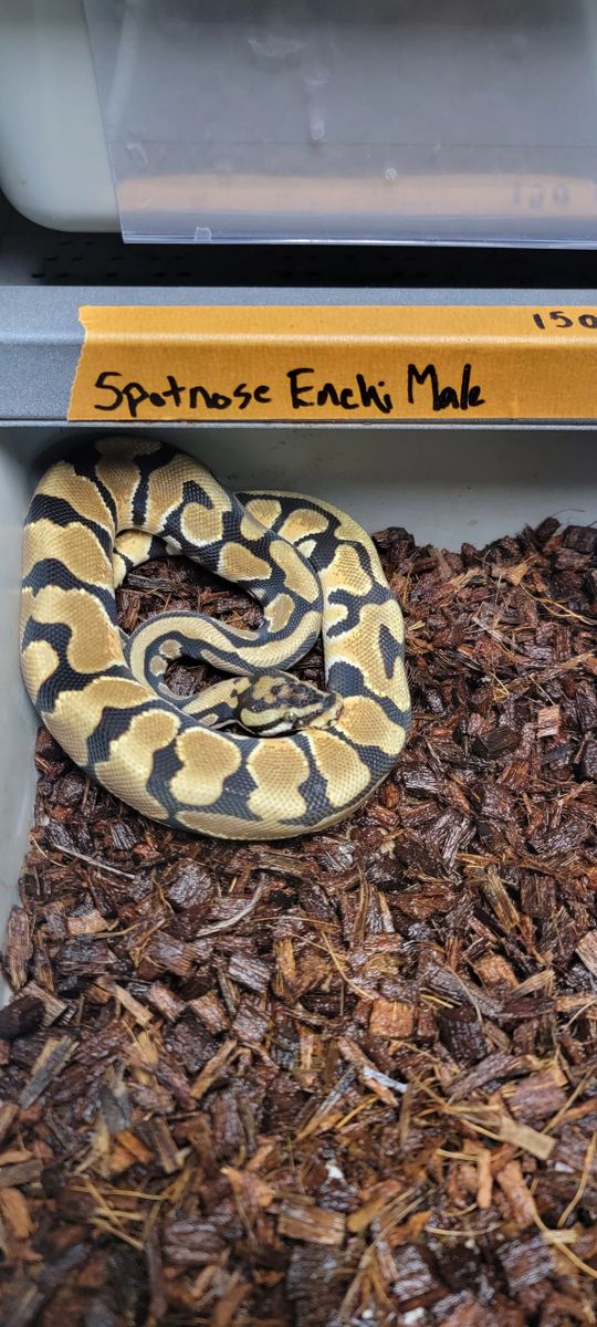 Spotnose Enchi Male Ball Python