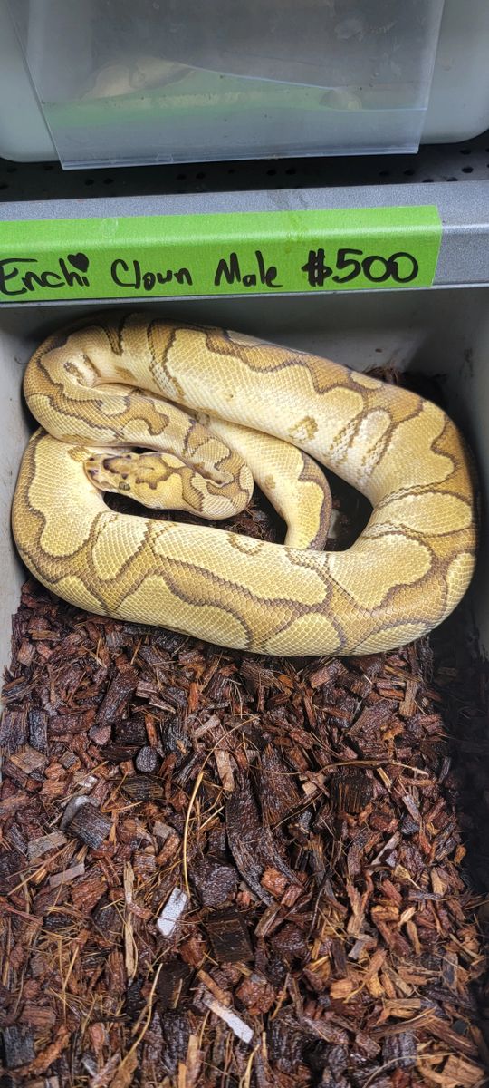 Enchi Clown male