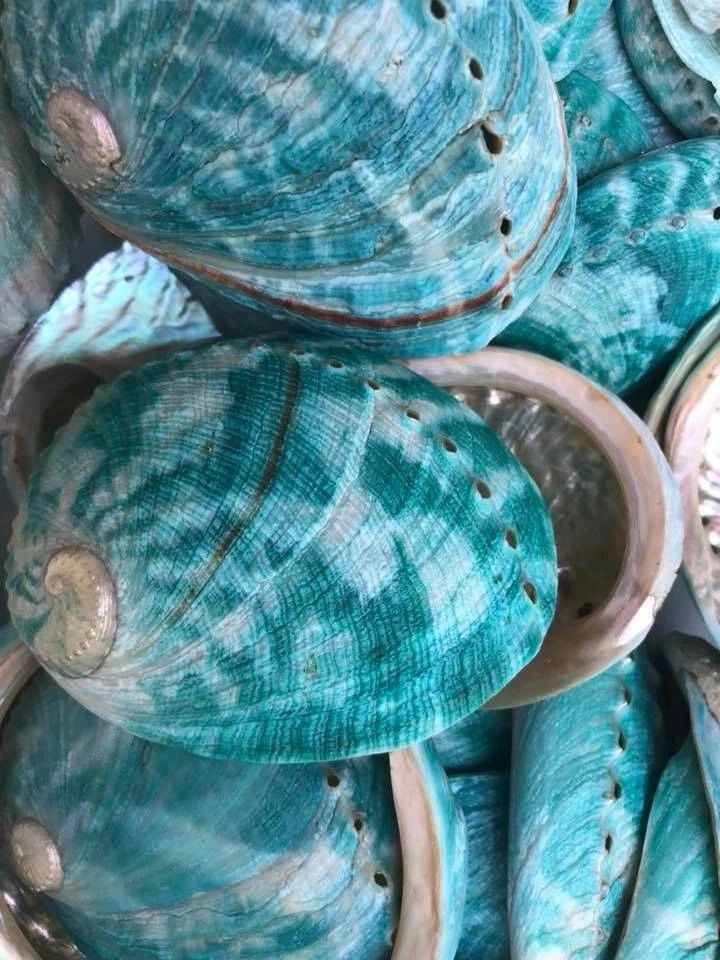 150 Rough Blue Abalone 3.5 inches