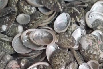 PACIFIC RIM ABALONE - Abalone Shells, Sea Shells, Seashell