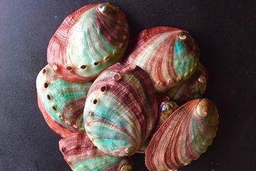 PACIFIC RIM ABALONE - Abalone Shells, Sea Shells, Seashell