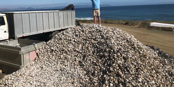 PACIFIC RIM ABALONE - Abalone Shells, Sea Shells, Seashell