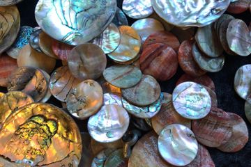 PACIFIC RIM ABALONE - Abalone Shells, Sea Shells, Seashell