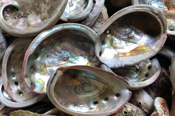 PACIFIC RIM ABALONE - Abalone Shells, Sea Shells, Seashell