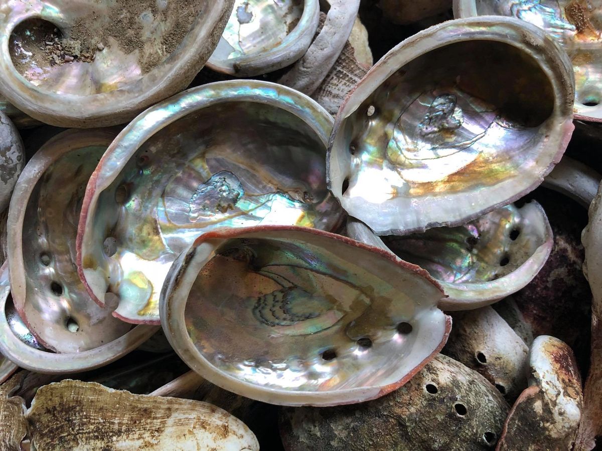 3.5-4 inch California Red Abalone