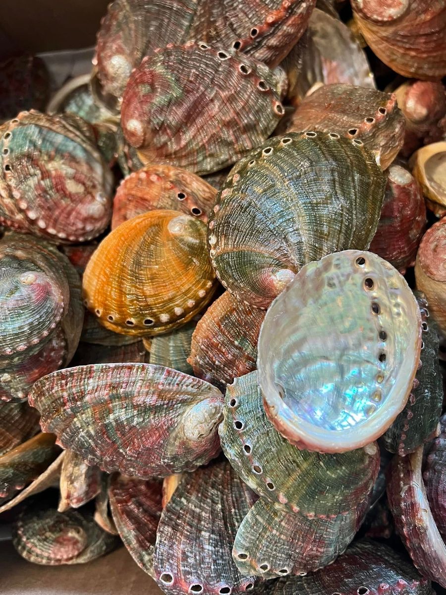 50 2-3 inch Rainbow Abalone Shells