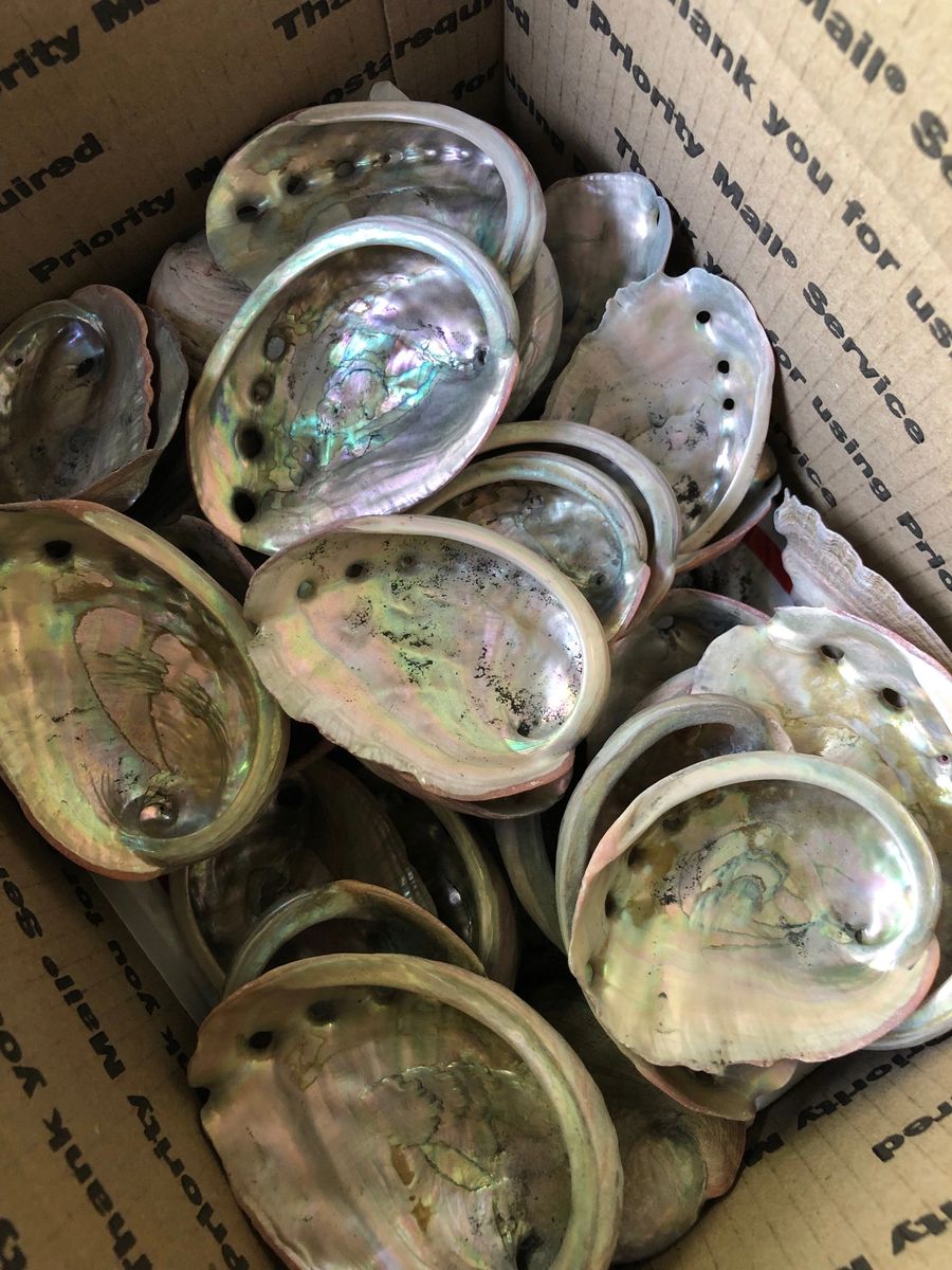 100 2-3 inch California Red Abalone Shells