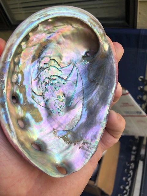 50 Medium 4.5-5+inch cleaned Abalone Shells