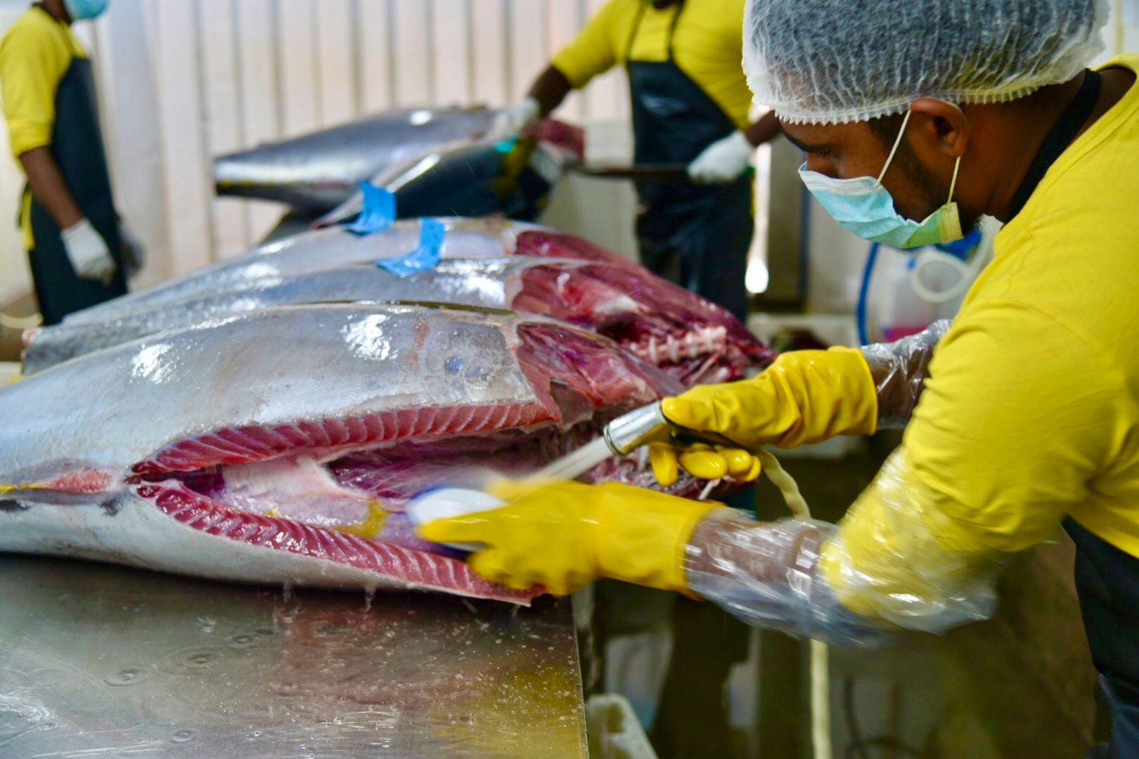 Tuna Exporters Seychelles (Pty) Ltd