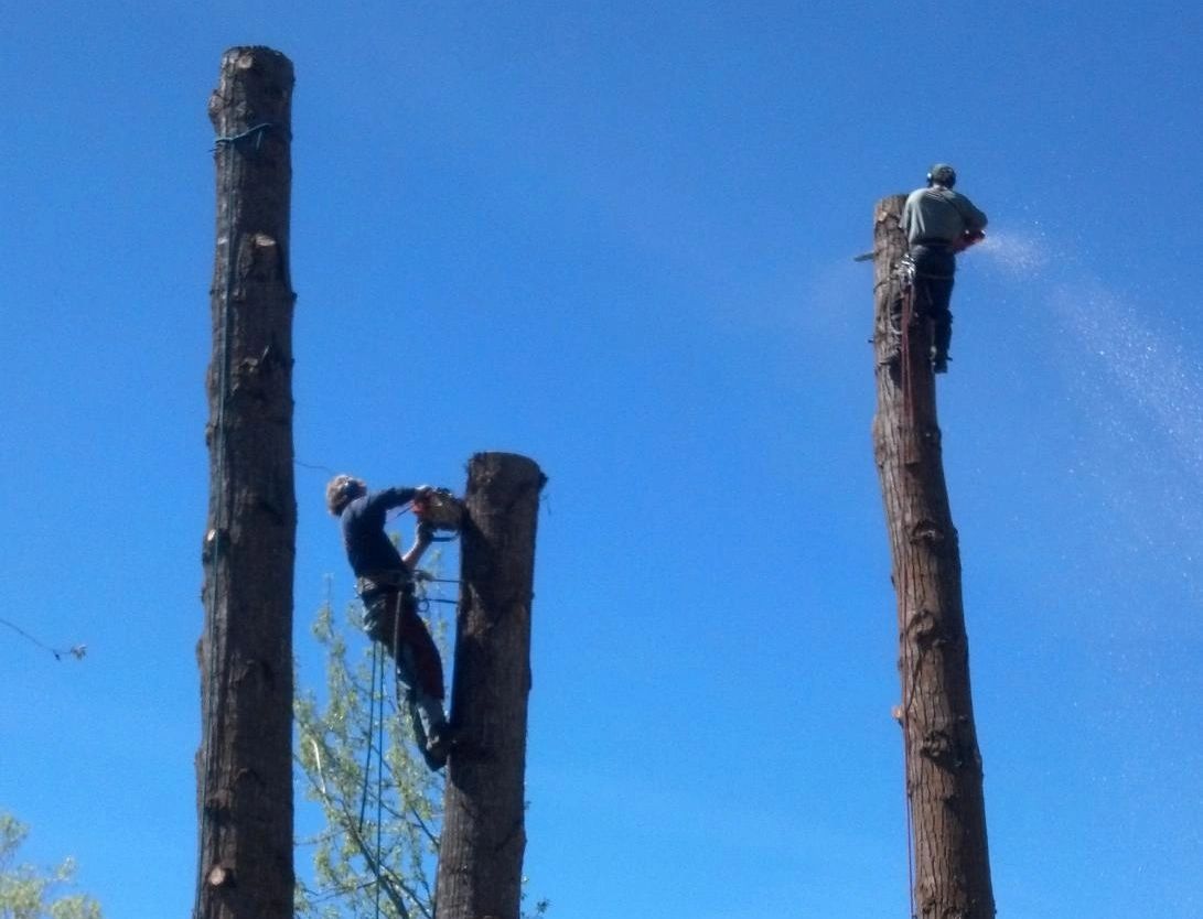 Frontier TREE SERVICE in Spokane, Washington