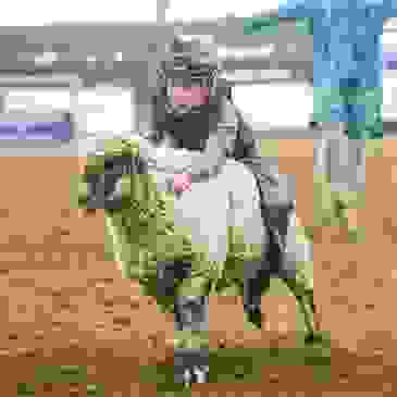 Circle T Resort - Resort, Arena, Events Near Me, Hotels