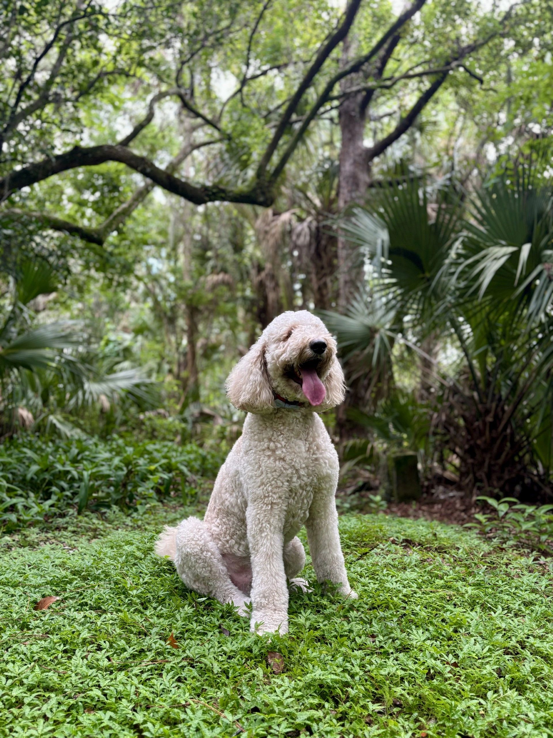 Top Choice Dog Training