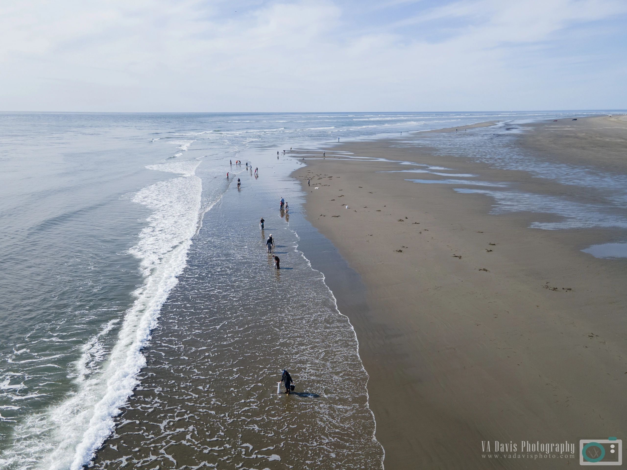Five Days Of Coastal Razor Clam Digs Beginning October 27th