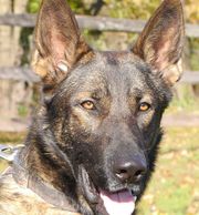 OUR DOGS | Paradise Long Coat German Shepherds