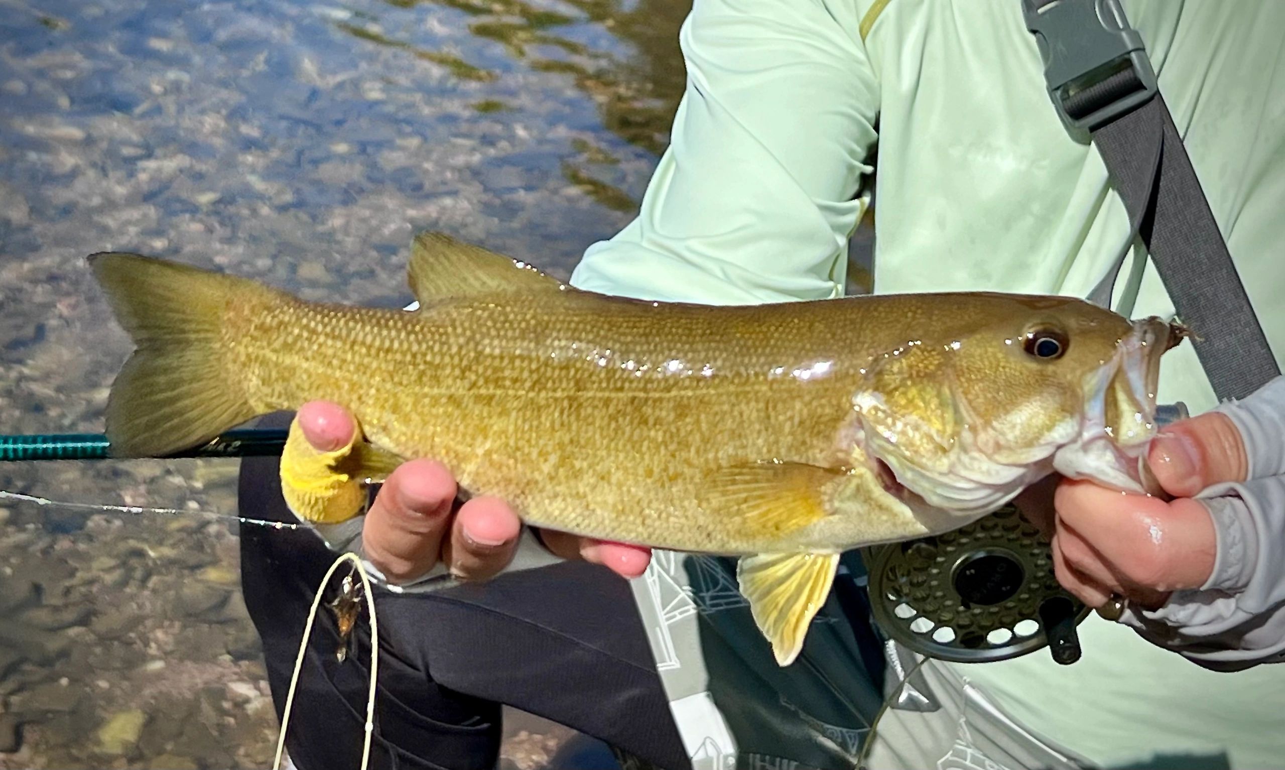 Neosho Smallmouth Bass