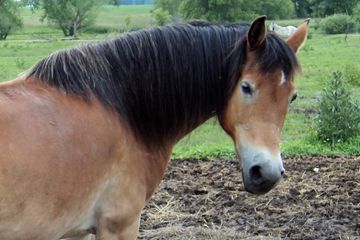 Mares | Ponies Galore! Welsh Ponies