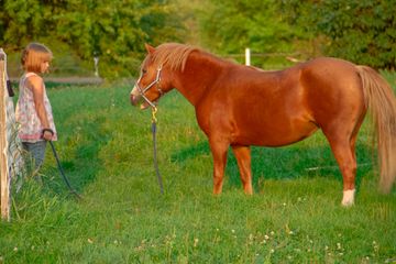 Mares | Ponies Galore! Welsh Ponies