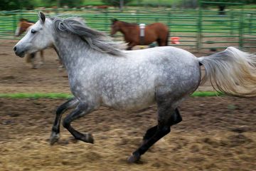 Mares | Ponies Galore! Welsh Ponies