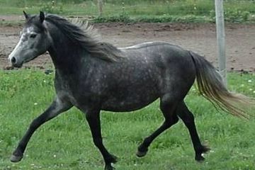 Mares | Ponies Galore! Welsh Ponies