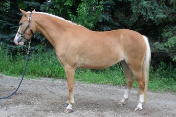 Mares | Ponies Galore! Welsh Ponies