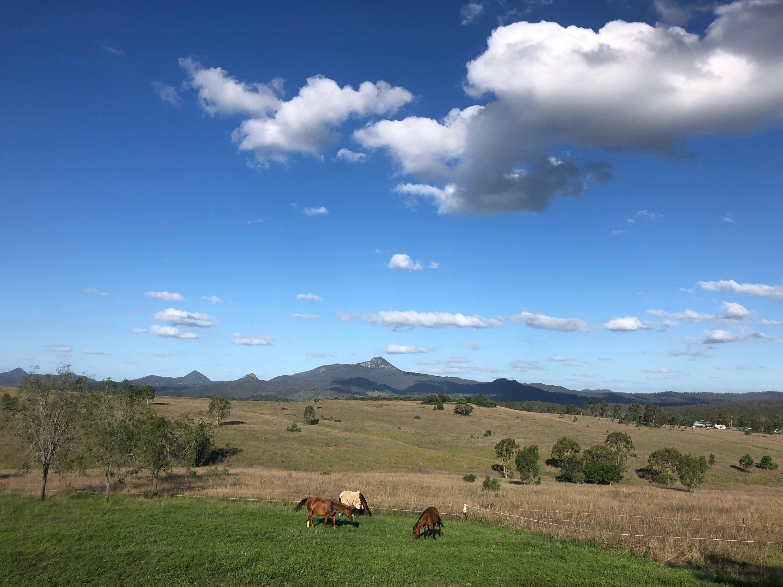 Scenic Rim Agistment - Horse Agistment, Horse Riding