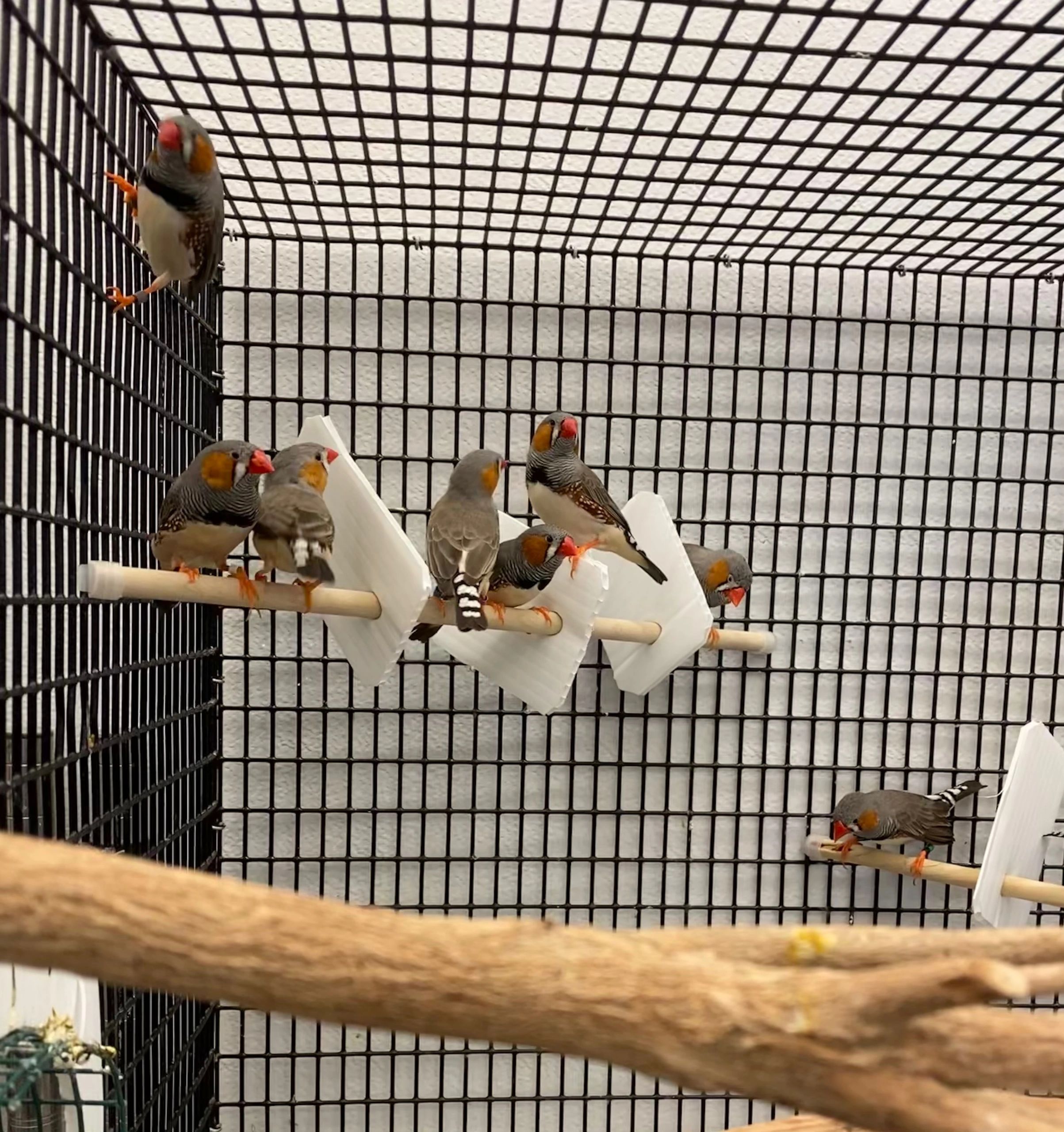 Research Veterinary Consulting