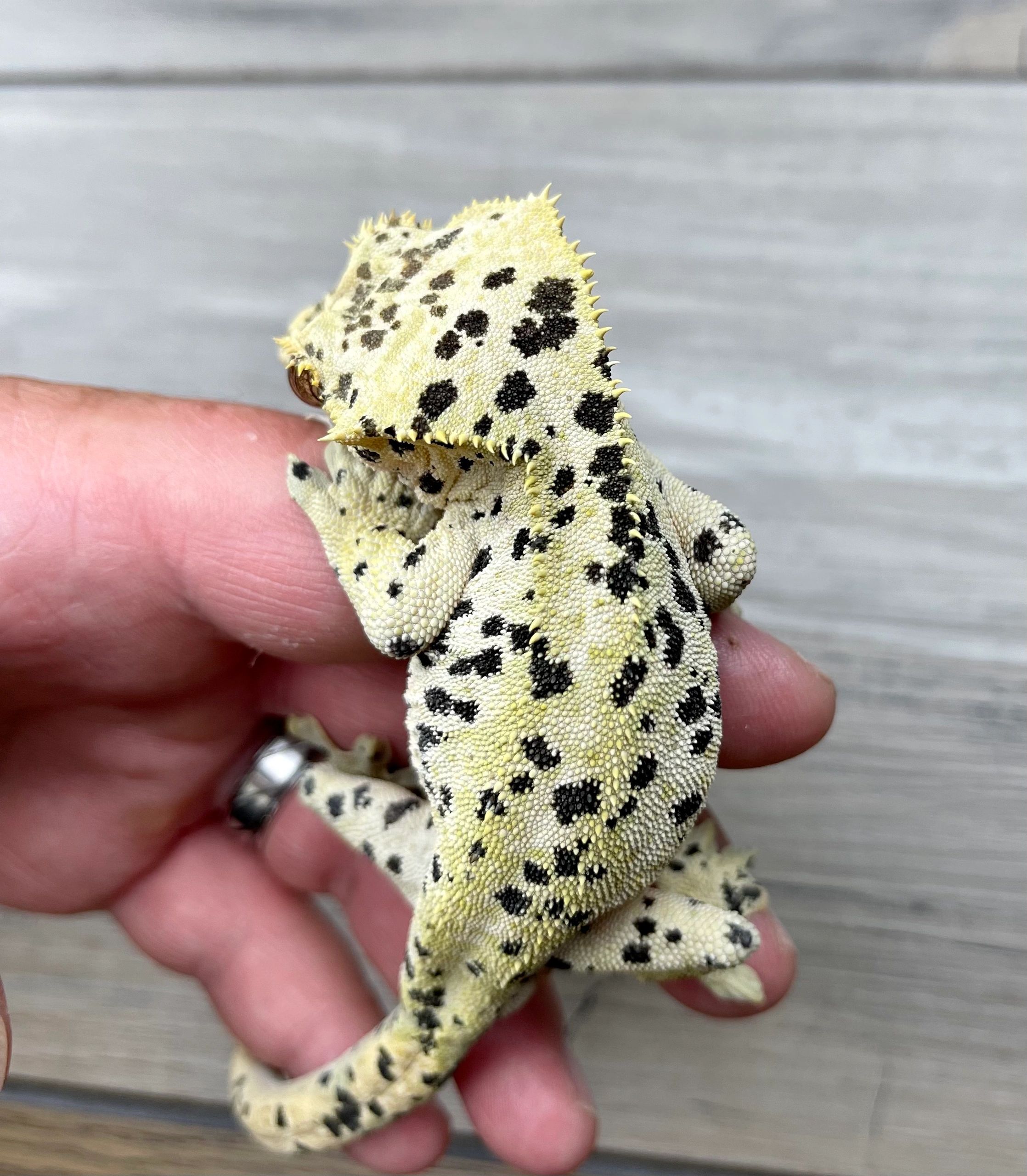 Dalmation Crested Gecko