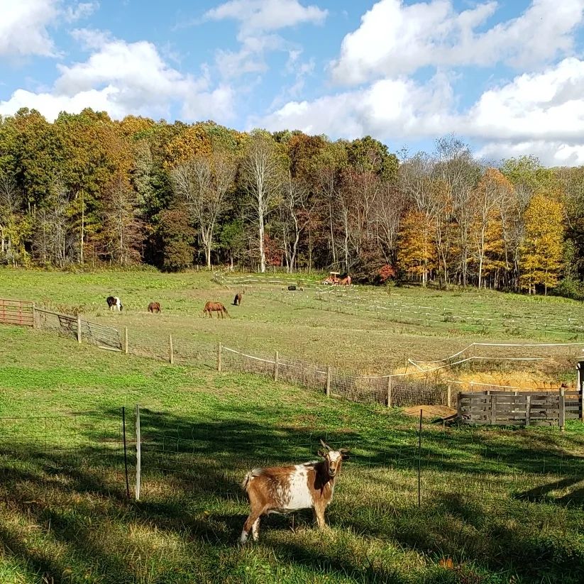 Starfall Hollow Farm - Myotonic Goats, Virginia, Fainting Goats