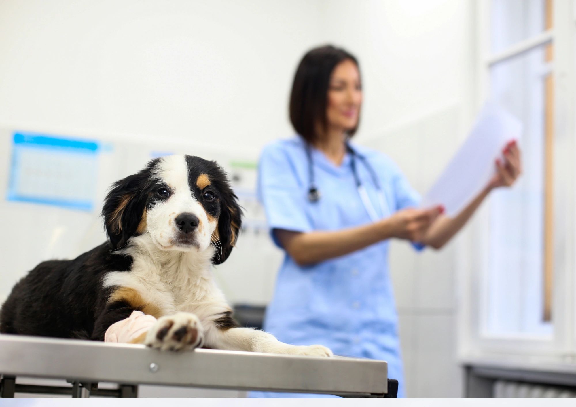 Expert Veterinary Clinic Services | Community Vet Care Inc.