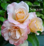 Thornless Roses in Australia - Grown To Be Gorgeous | Grown To Be Gorgeous