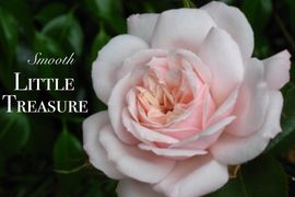 Thornless Roses in Australia - Grown To Be Gorgeous | Grown To Be Gorgeous