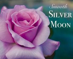 Thornless Roses in Australia - Grown To Be Gorgeous | Grown To Be Gorgeous