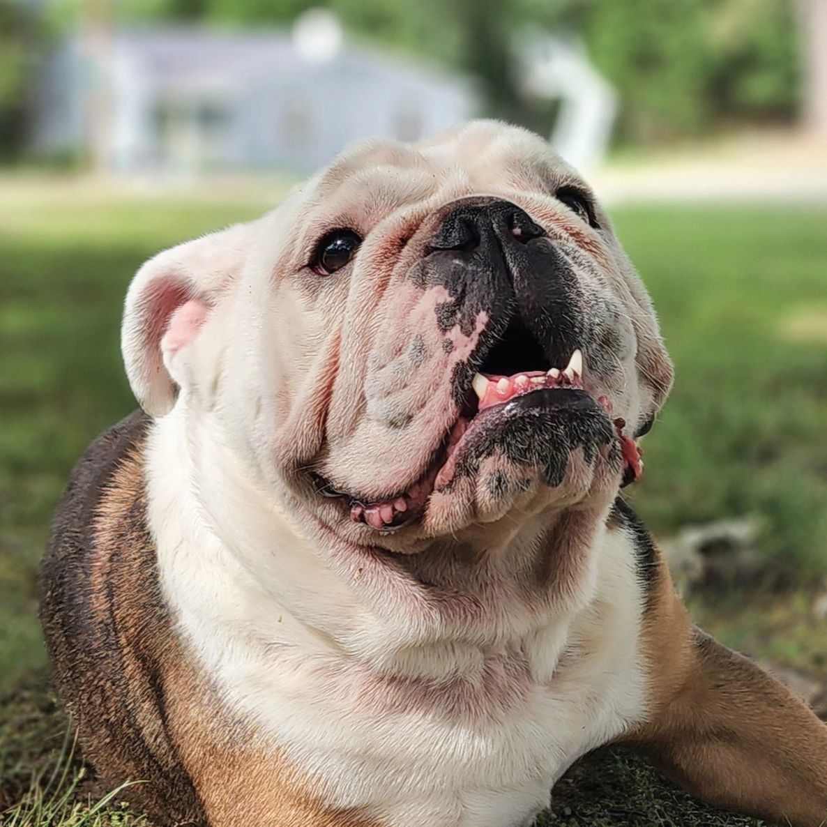 English Bulldog Puppies - Tar River Bulldogs