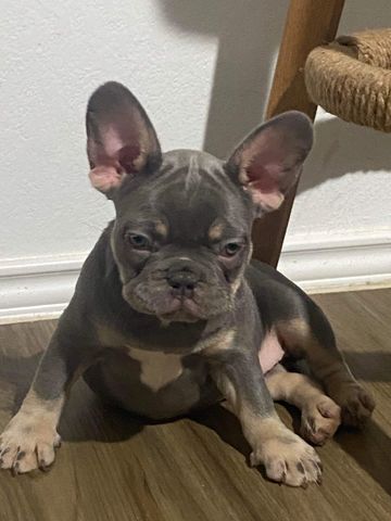 Available Puppies | 512 Frenchies