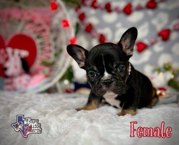 Available Puppies | 512 Frenchies