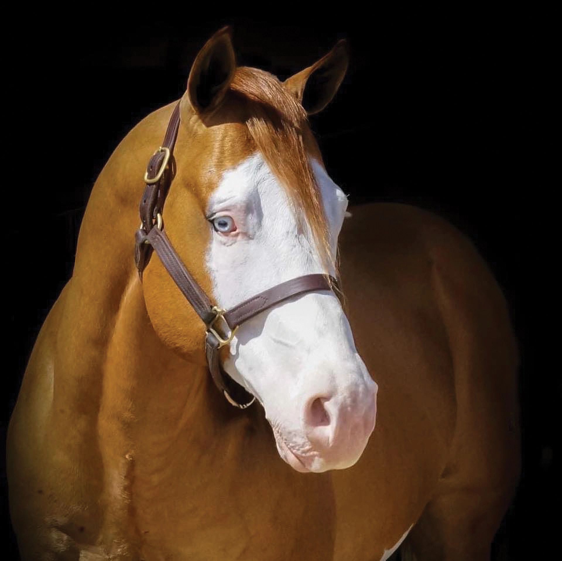 Horse Repro