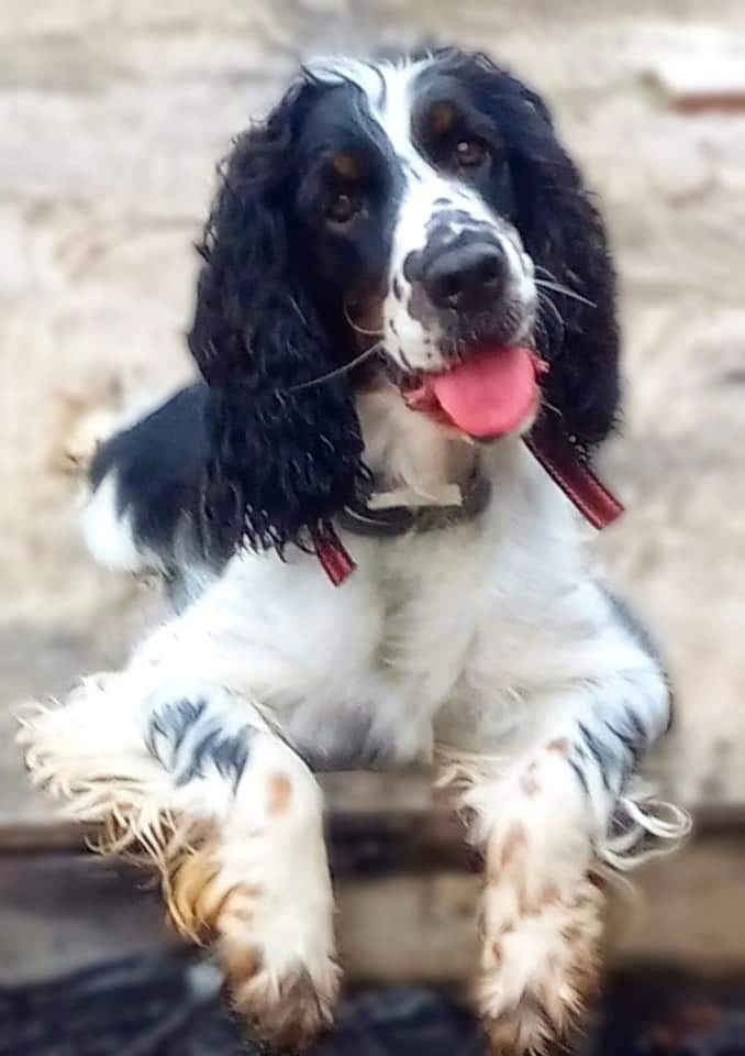 English Springer Spaniels - Music City Springers