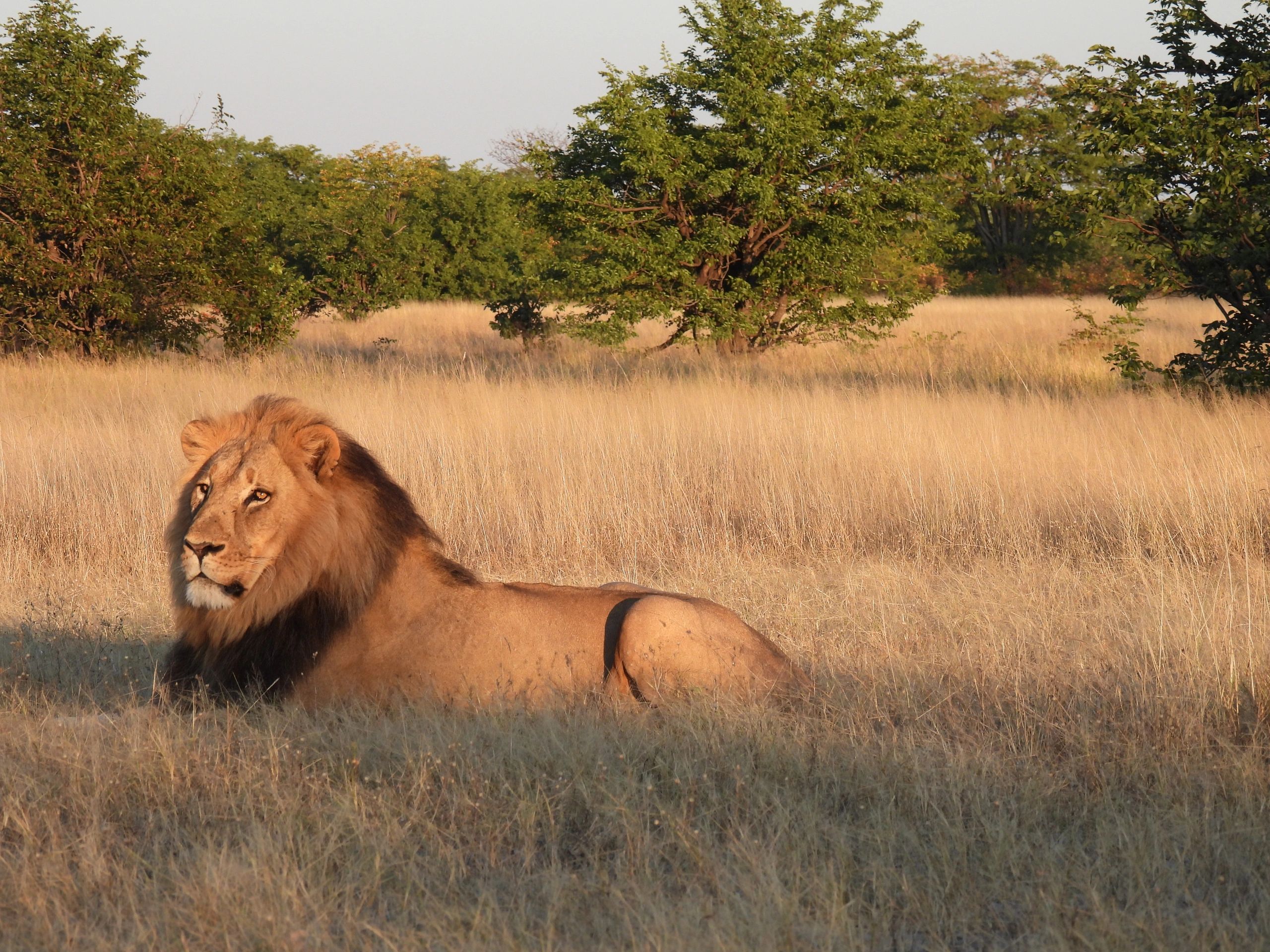 Hunting Packages | Richard Cooke Safaris