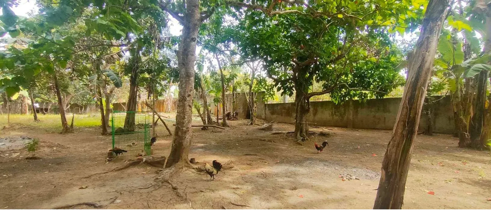 Southpaw Gamefarm - Premium Game Fowl Breeder