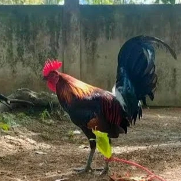 Southpaw Gamefarm - Premium Game Fowl Breeder