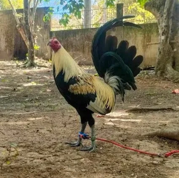 Southpaw Gamefarm - Premium Game Fowl Breeder