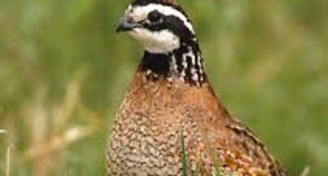 Blue Briar Farm & Kennel - game birds for sale, german shorthair ...