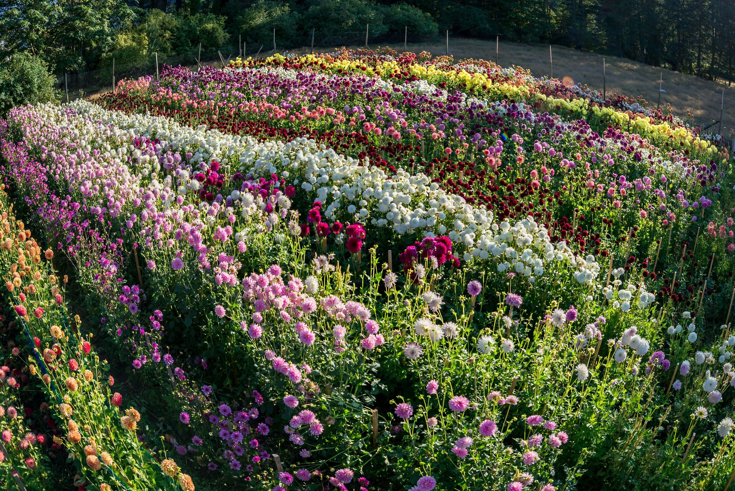Graham Creek Dahlia Farm - Dahlia Flowers, Dahlia Tubers